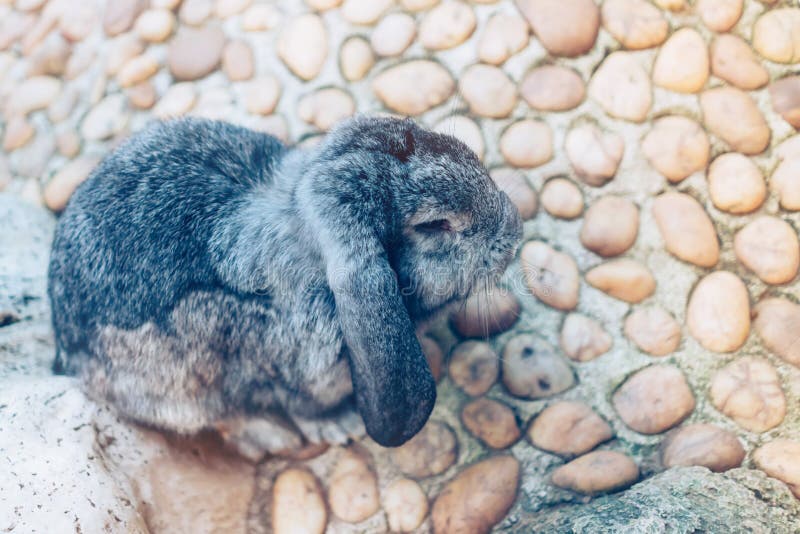 The cute rabbit is resting stock image. Image of feral - 136709541