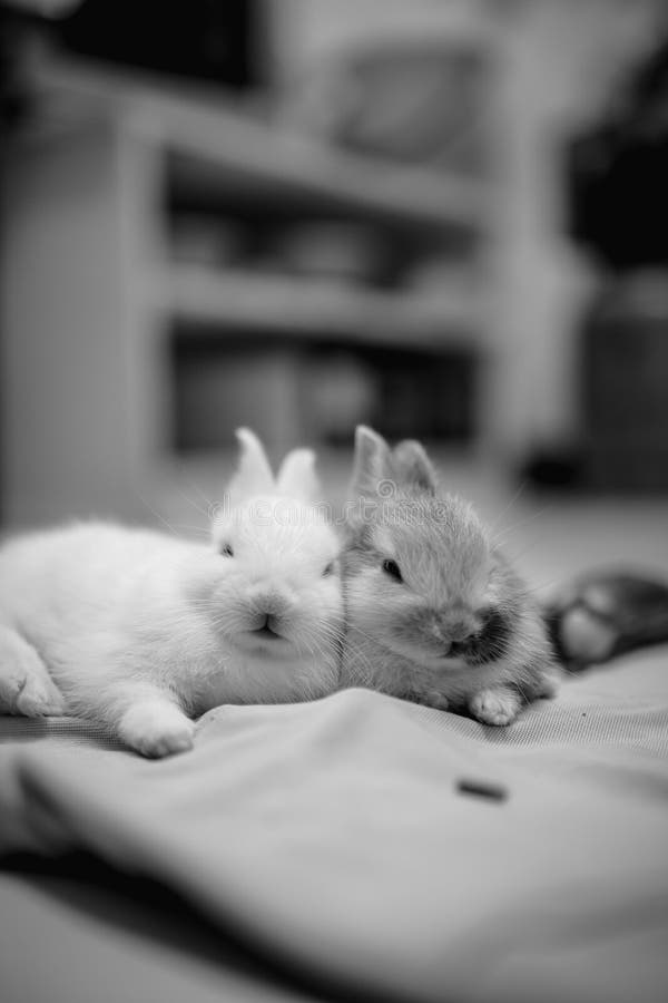 Cute rabbit stock photo. Image of black, white, rabbit - 241303388