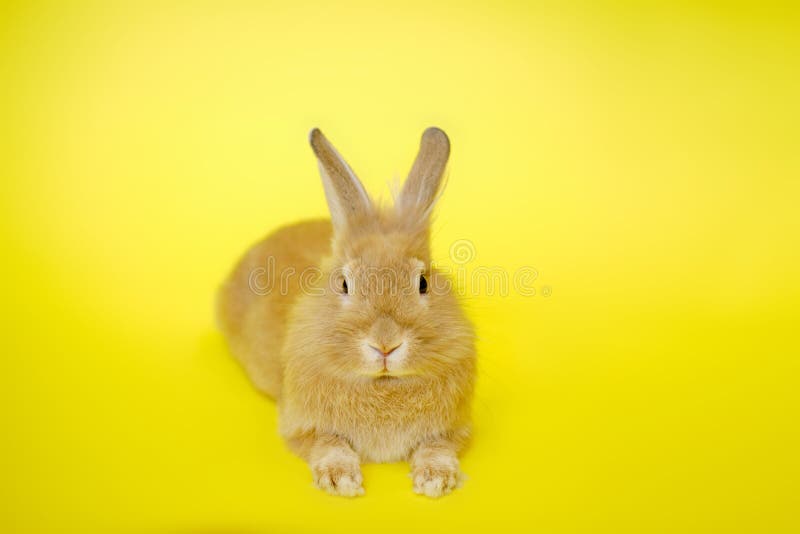 Cute Rabbit Seen from the Side on a Yellow Background Near Easter Eggs ...