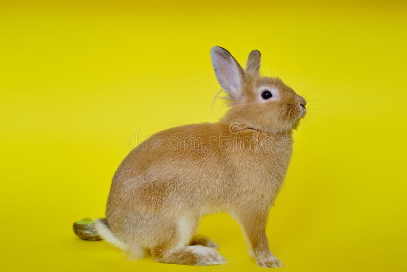 Cute Rabbit Seen from the Side on a Yellow Background Near Easter Eggs ...