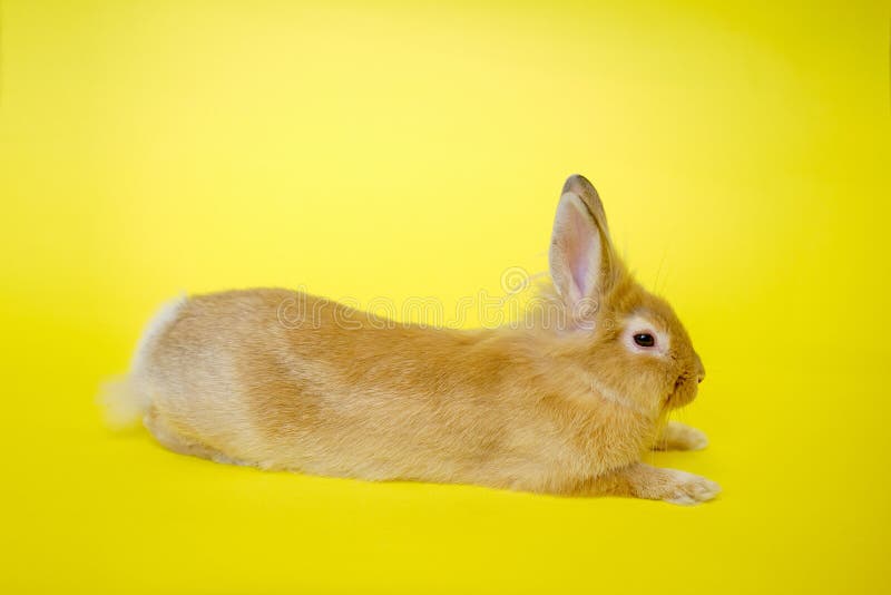 Cute Rabbit Seen from the Side on a Yellow Background Near Easter Eggs ...