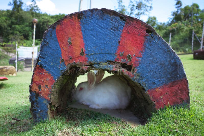 Cute Rabbit Sit Under a Painted Wooden Log Stock Image - Image of ...