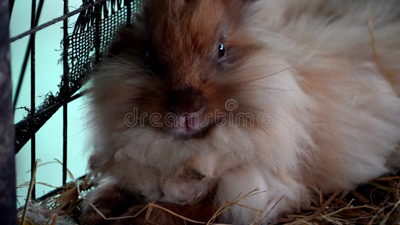 Cute Rabbit Sitting in a Cozy Cage Stock Footage - Video of indoors ...