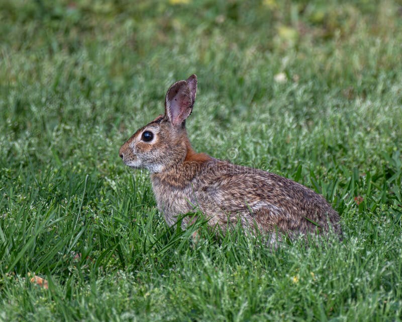 Cute Rabbit Sitting in Grass Gazes Stock Image - Image of tranquil ...