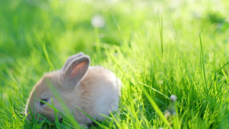 A Cute Rabbit is Sitting in a Green Field, a Red Bunny is Eating Grass ...