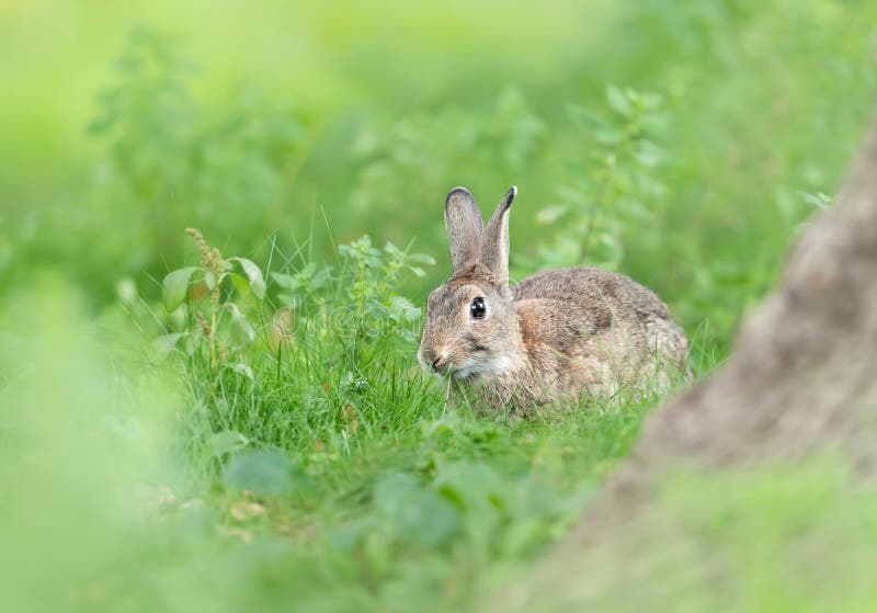 Cute Rabbit Sitting in Green Grass Stock Image - Image of bunny ...