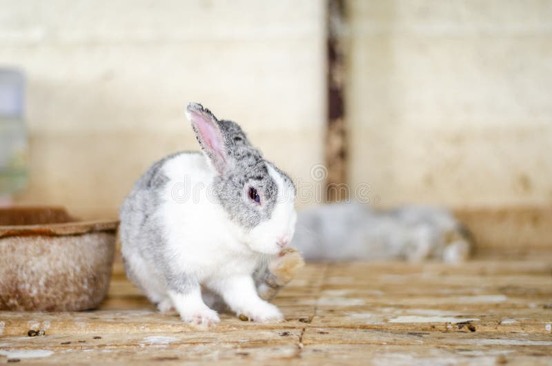 Cute Rabbit Sitting in His Wooden House Stock Image - Image of mammal ...