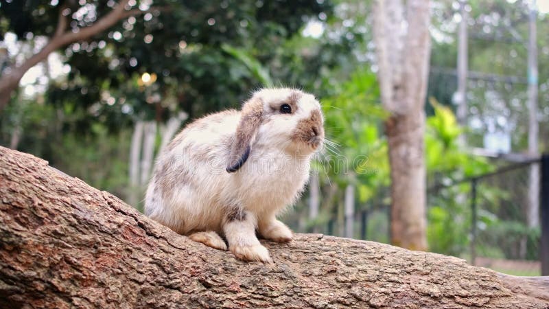 A cute rabbit walks stock video. Video of wilderness - 335803863