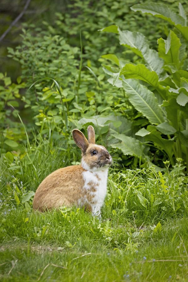 Cute Rabbit Sitting Up in the Grass Stock Photo - Image of idaho ...