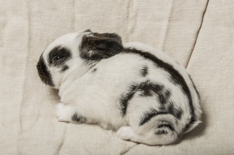 Cute rabbit stock photo. Image of black, bunny, fluffy - 93542224