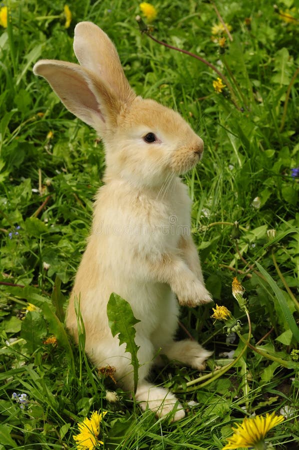 Cute Rabbit Standing on Hind Legs Stock Image - Image of nature ...