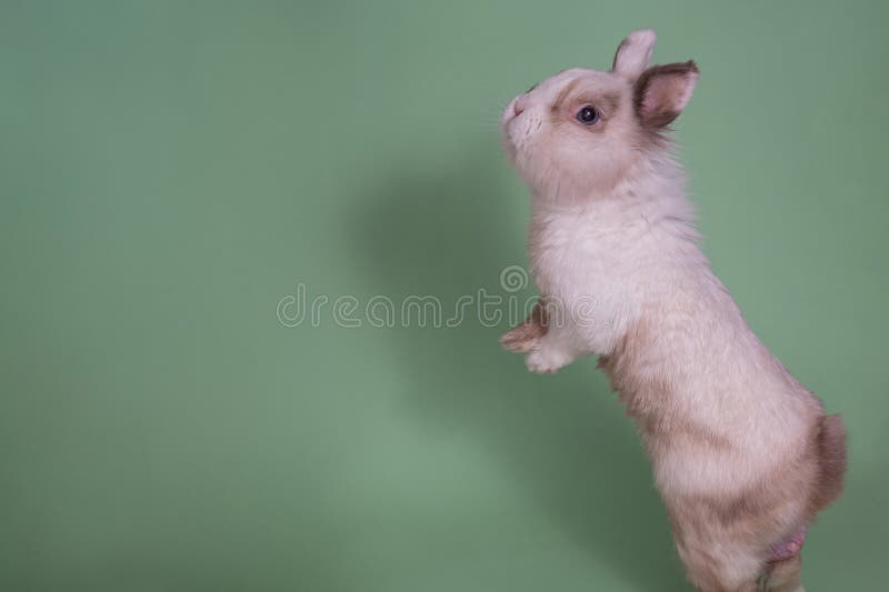 A Cute Rabbit Stands on Its Hind Legs on a Green Background. Empty ...