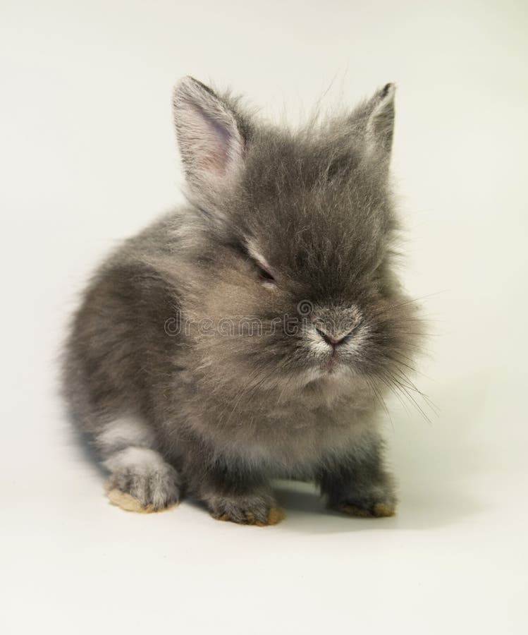 301 Worried Rabbit Stock Photos - Free & Royalty-Free Stock Photos from ...