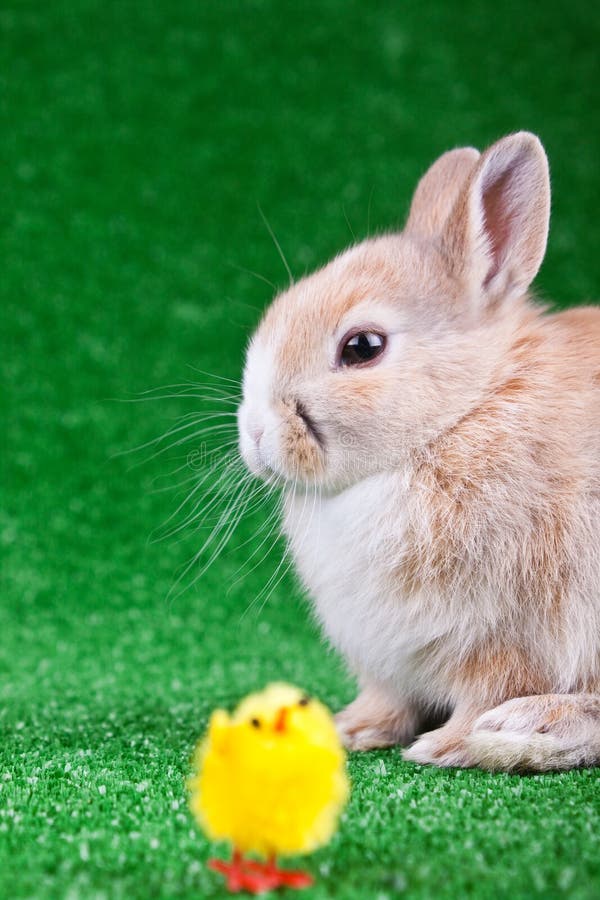Baby bunny stock image. Image of holidays, funny, meadow - 4039331