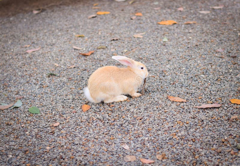 Cute Rabbit in Zoo. Pet Concept Stock Photo - Image of baby, funny ...