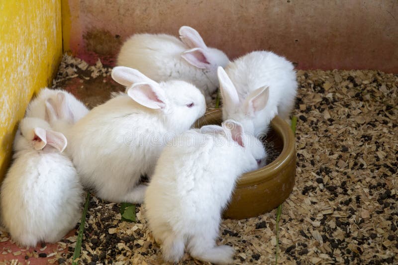 Cute Rabbits in Barn on a Farm Stock Image - Image of mammal, rodent ...
