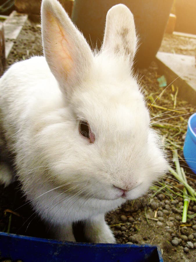 Cute Rabbits Bunny in the Garden. Stock Image - Image of baby ...