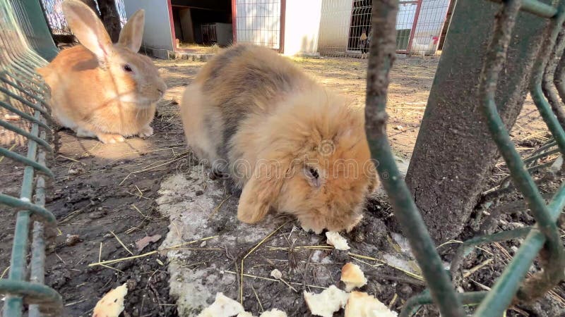 Cute rabbits stock footage. Video of lighting, natural - 311368890