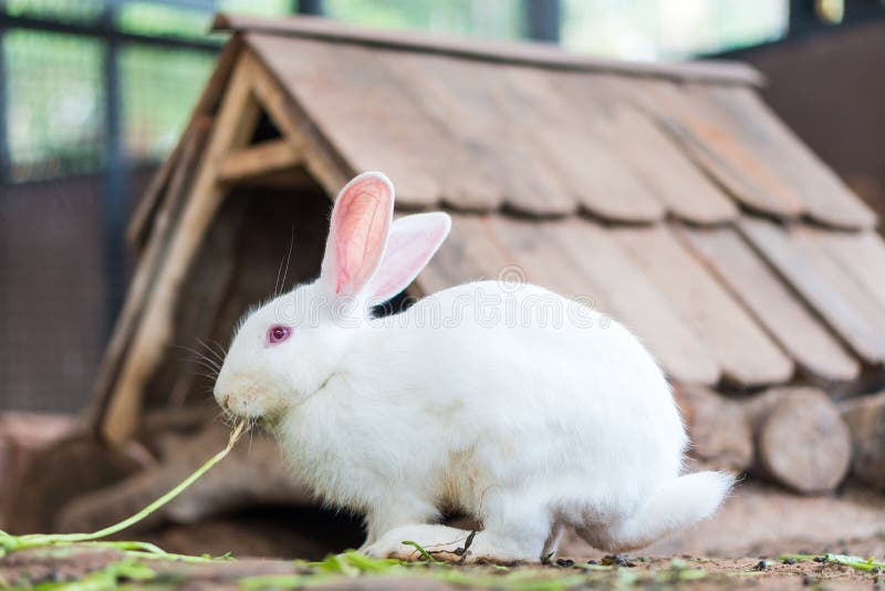 Cute Rabbits are Eating Vegetables in the Garden Stock Photo - Image of ...