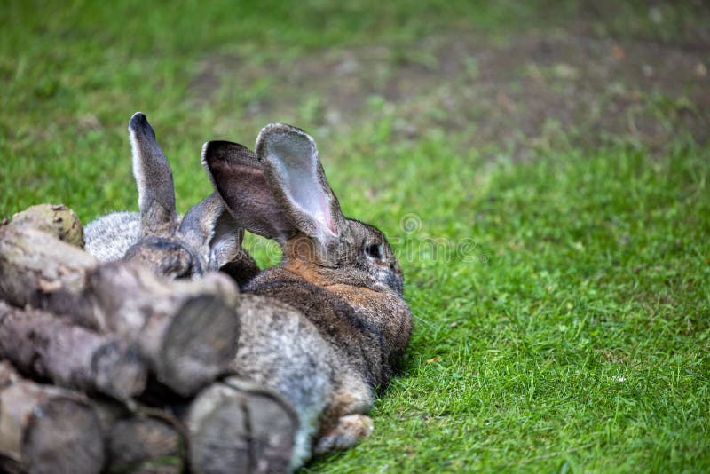 Cute rabbits at the farm stock photo. Image of ground - 259648806