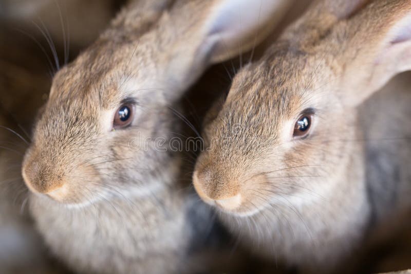 Cute rabbits on the farm stock photo. Image of mammal - 345711968
