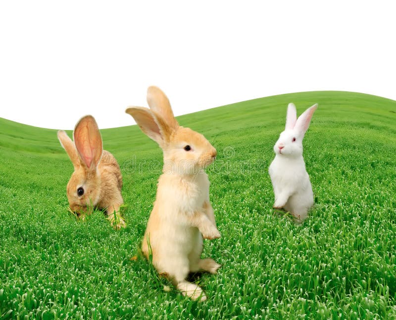 Small rabbits stock photo. Image of animal, baby, cuddly - 2264622