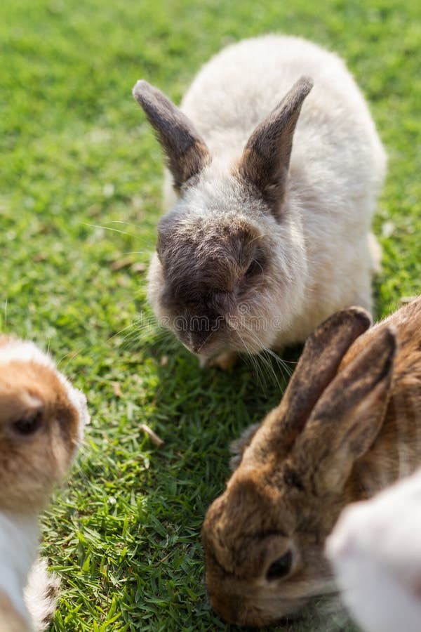 Cute rabbits in garden stock photo. Image of feeding - 60428280