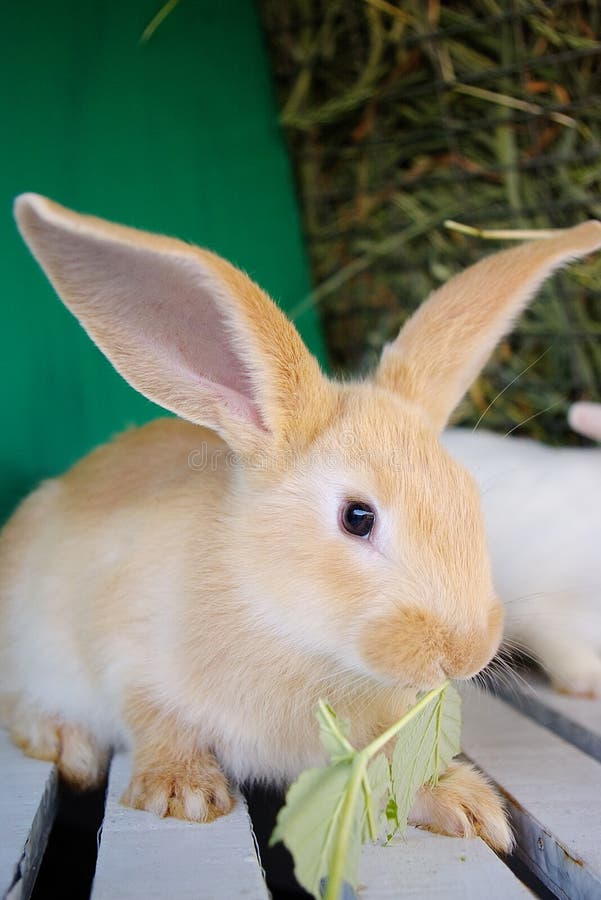 Cute Rabbits Jestering Raspberry Leaf Stock Image - Image of bunny ...