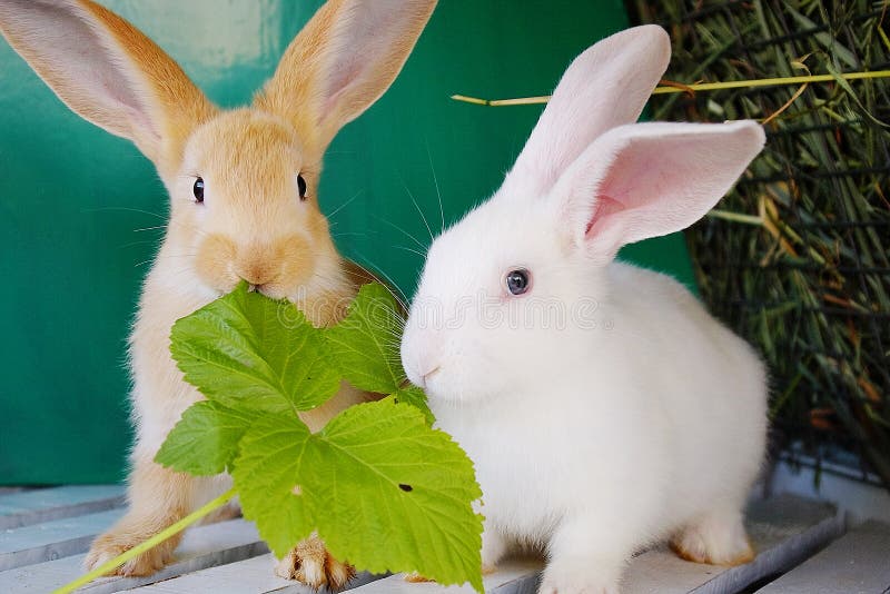 Cute Rabbits Jestering Raspberry Leaf Stock Image - Image of furry ...