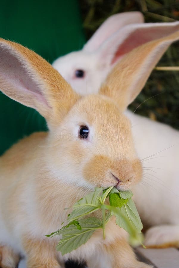 Cute Rabbits Jestering Raspberry Leaf Stock Image - Image of isolated ...