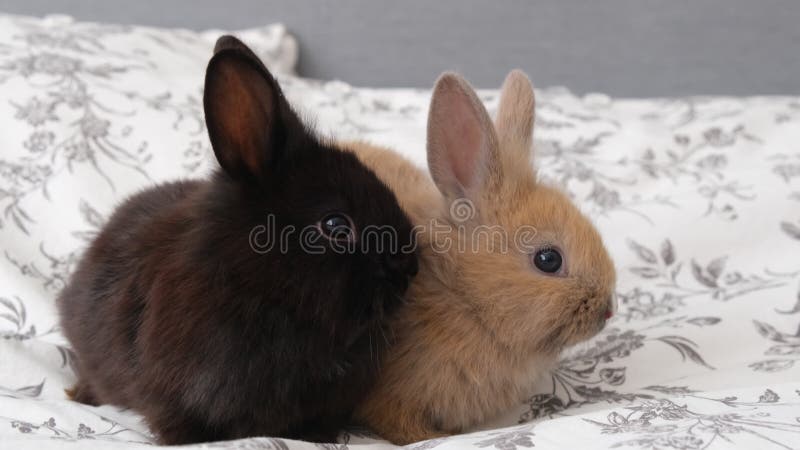 Cute Rabbits Lie on the Bed Stock Video - Video of mammal, animal ...