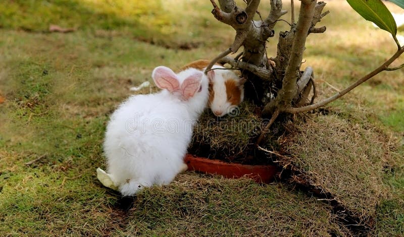 Cute Rabbits in love stock photo. Image of plant, indian - 155311260