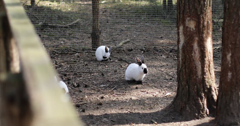 Cute Rabbits Running in the Forest. Stock Footage - Video of natural ...