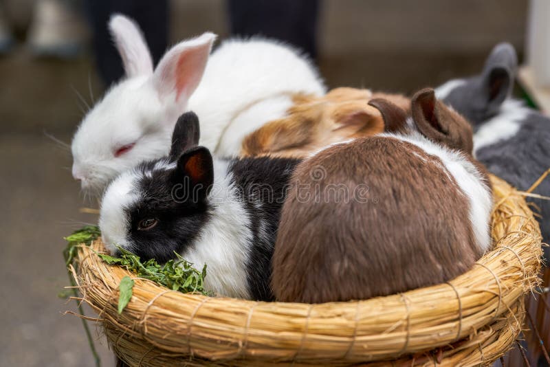 Cute Rabbits for Sale in Pet Store Stock Image - Image of rabbit ...
