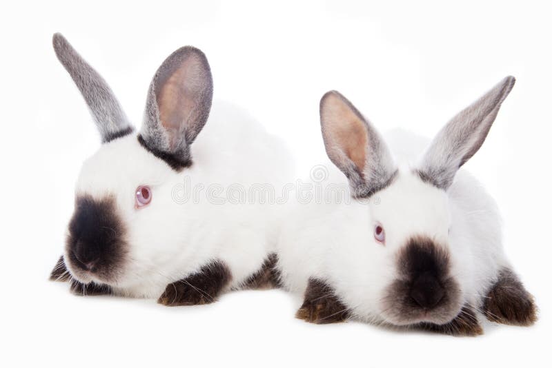 Two Cute White Baby Rabbits. Stock Photo - Image of front, sitting ...