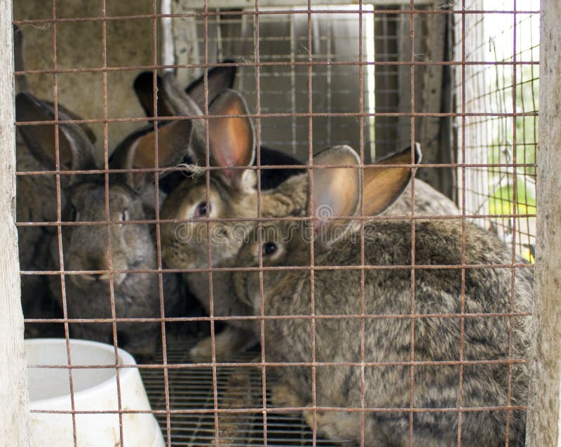 Cute Rabbits Sitting in a Cage Stock Image - Image of food, hare: 163730737