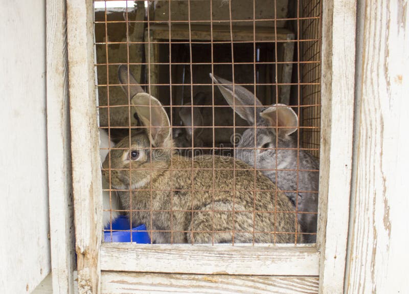 Cute Rabbits Sitting in a Cage Stock Photo - Image of adorable, closeup ...