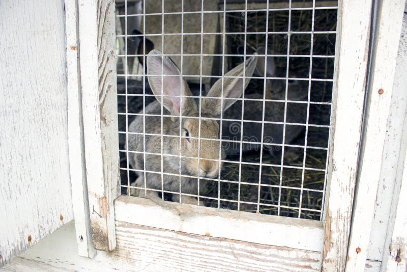 Cute Rabbits Sitting in a Cage Stock Photo - Image of bunny, adorable ...