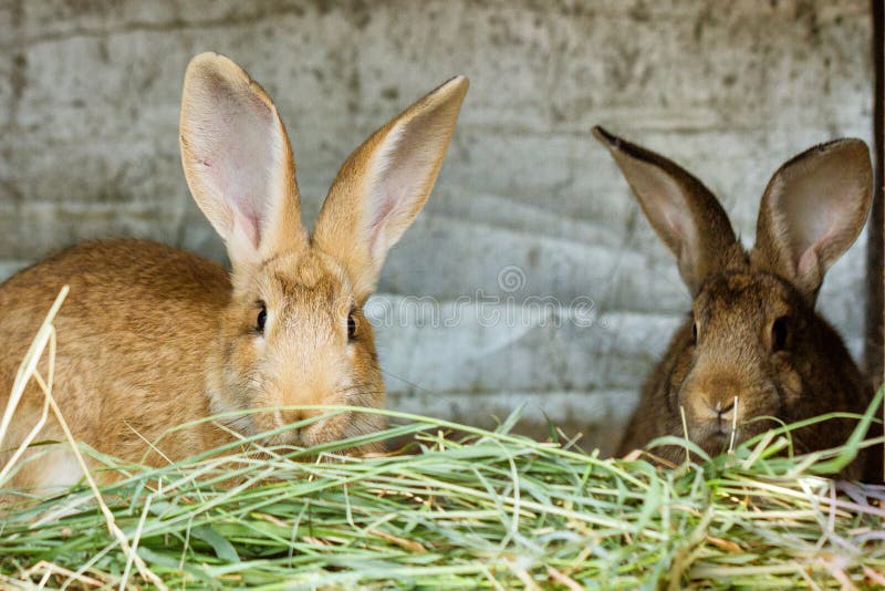 Cute Rabbits are Sitting on the Farm Eating Hay Stock Photo - Image of ...