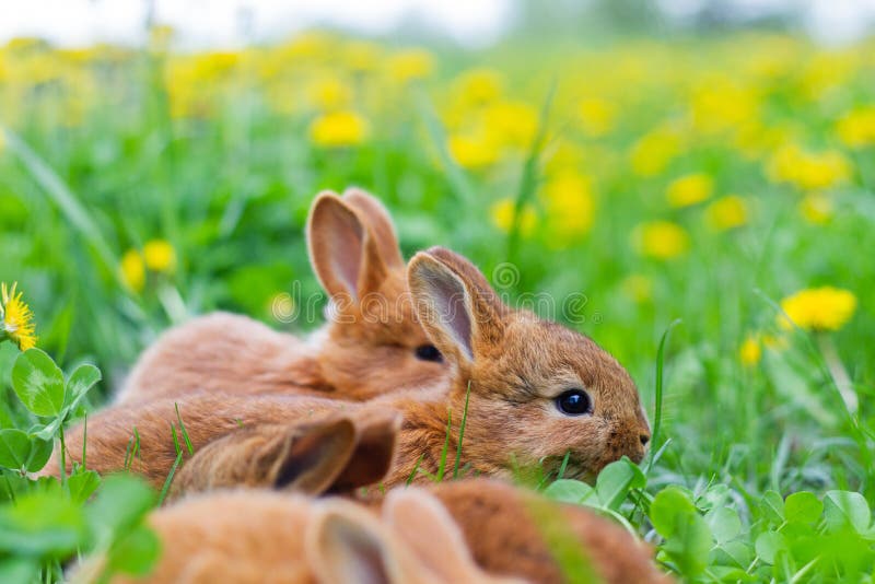 Cute Rabbits among Spring Green Grass Stock Image - Image of fluffy ...