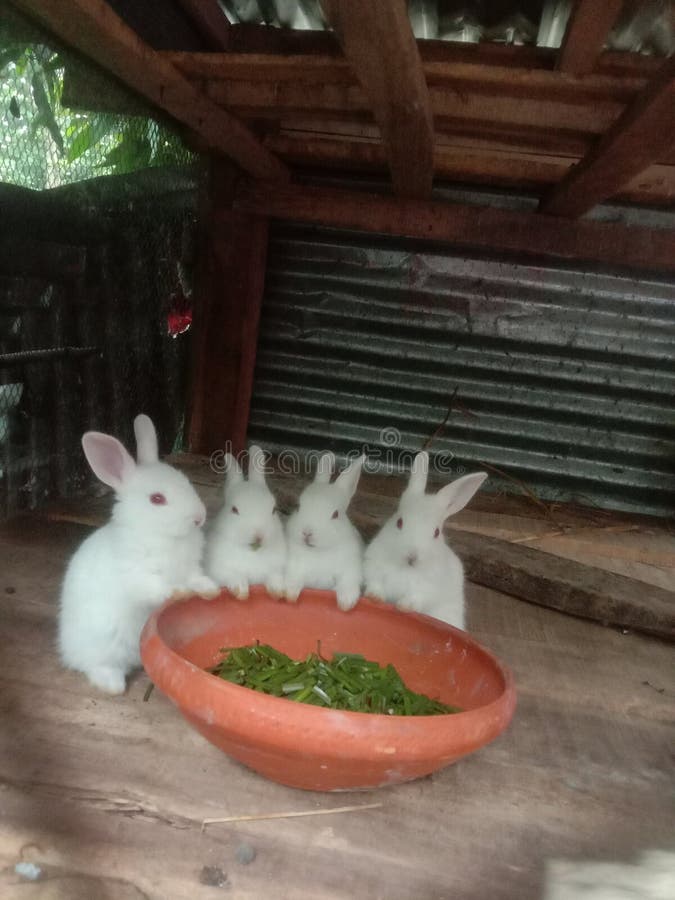 Cute rabit baby stock photo. Image of carnivore, animal - 186885230