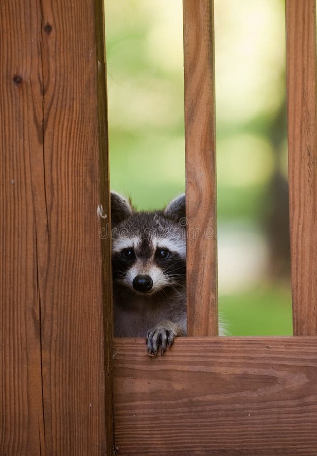 Cute raccoon stock photo. Image of raccoon, rodent, adorable - 19916904