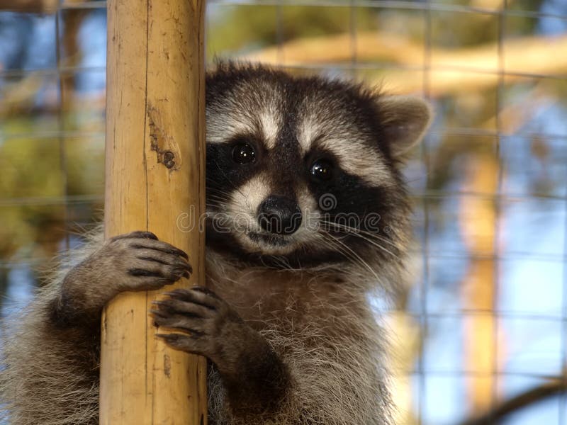 Curious Raccoon in Everglades National Park Stock Photo - Image of ...