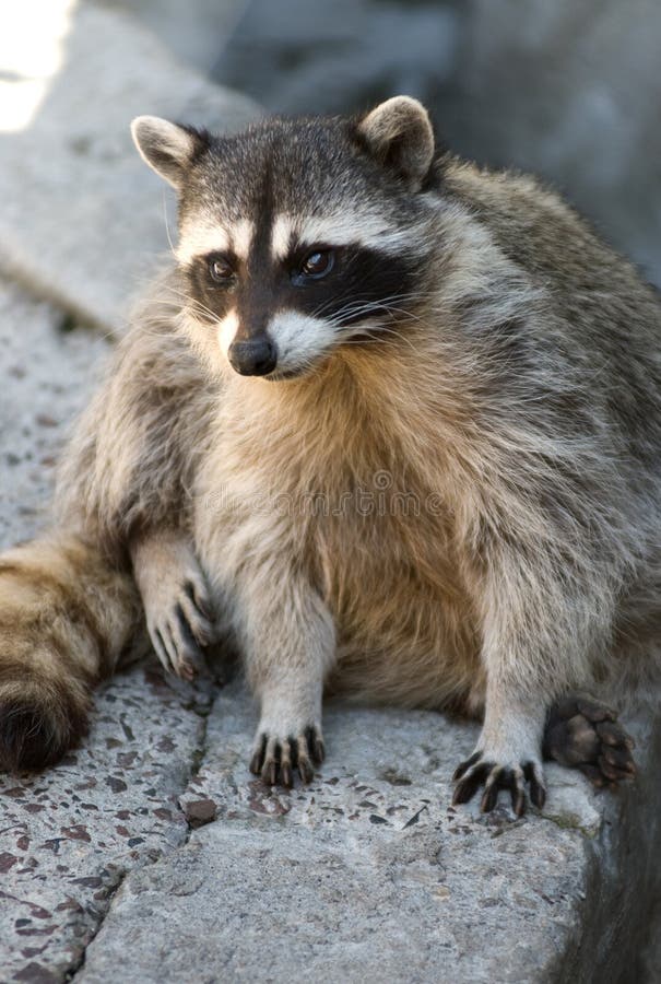 Cute raccoon stock photo. Image of bushy, animal, nocturnal - 9625188