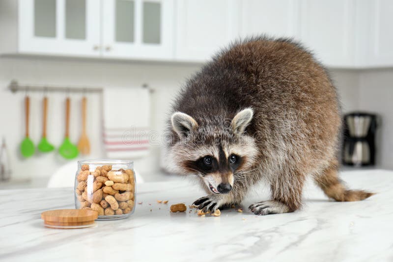 Raccoon Eating Potato Chip stock image. Image of campers - 140989