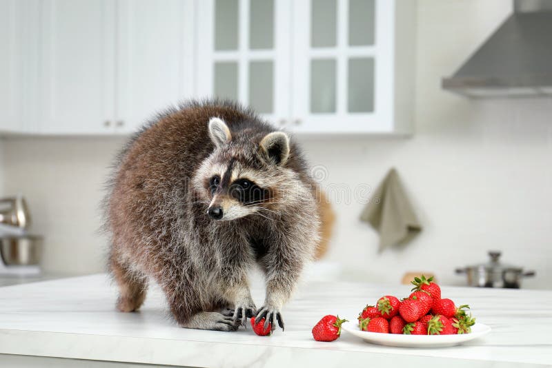 Raccoon Eating Potato Chip stock image. Image of campers - 140989