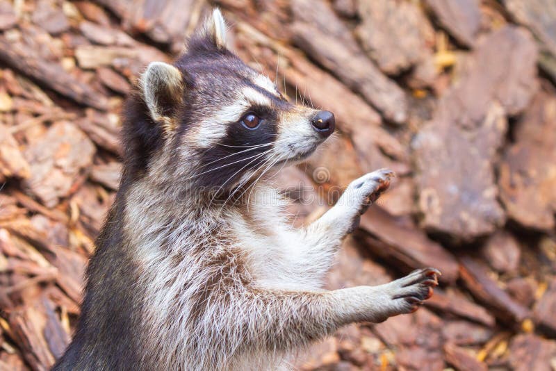 Cute Raccoon Waving Paws on a Gray Background Stock Photo - Image of ...