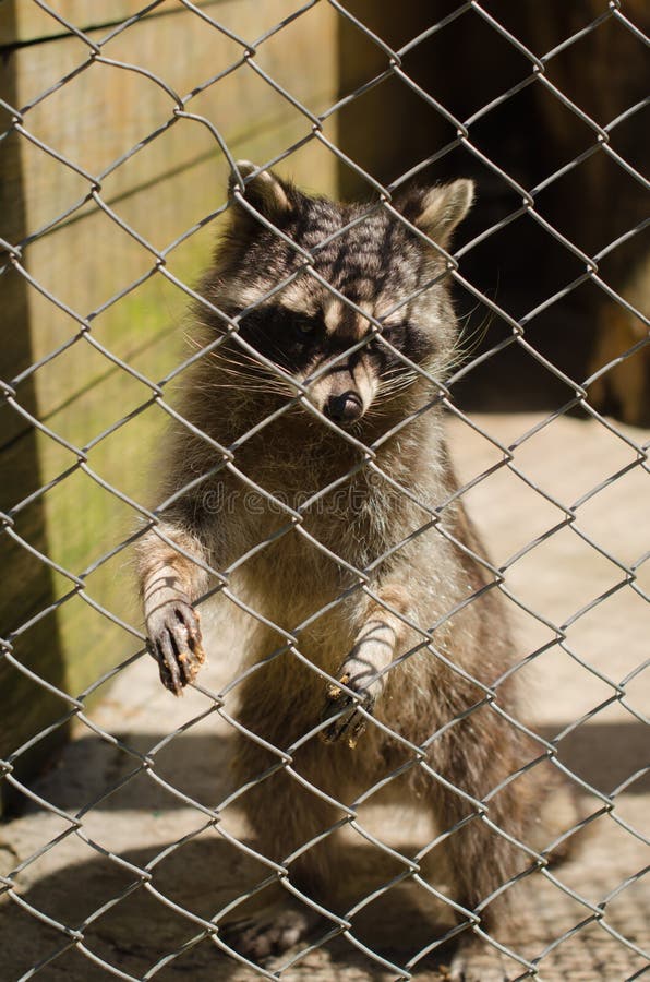 Cute raccoon in zoo stock photo. Image of climbing, curious - 76990104