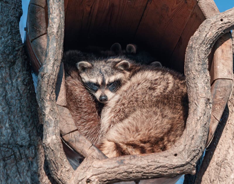Cute Raccoons are Sleeping in Hollow Log. Stock Photo - Image of ...