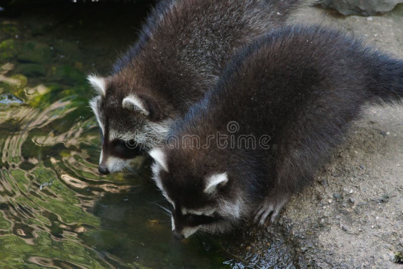 Cute Racoon Standing on the Rock Inside the Zoo Stock Photo - Image of ...